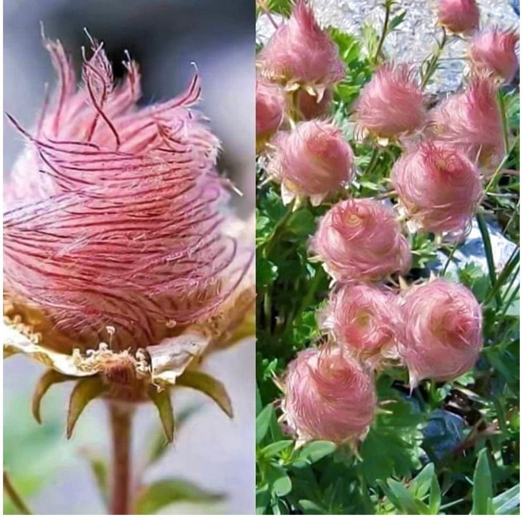20 Prairie Smoke Fire Seeds Plants Garden Planting Colorful Rare Bonsai ...