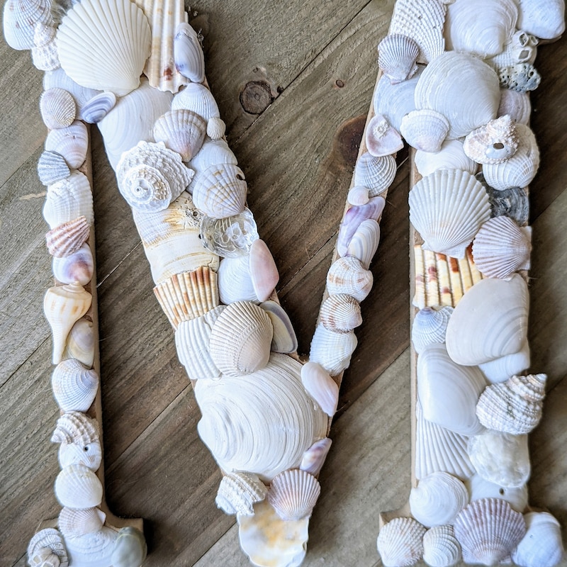 Large Seashell Wall Art - Etsy