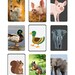 Printable Animal Cards Game - Etsy