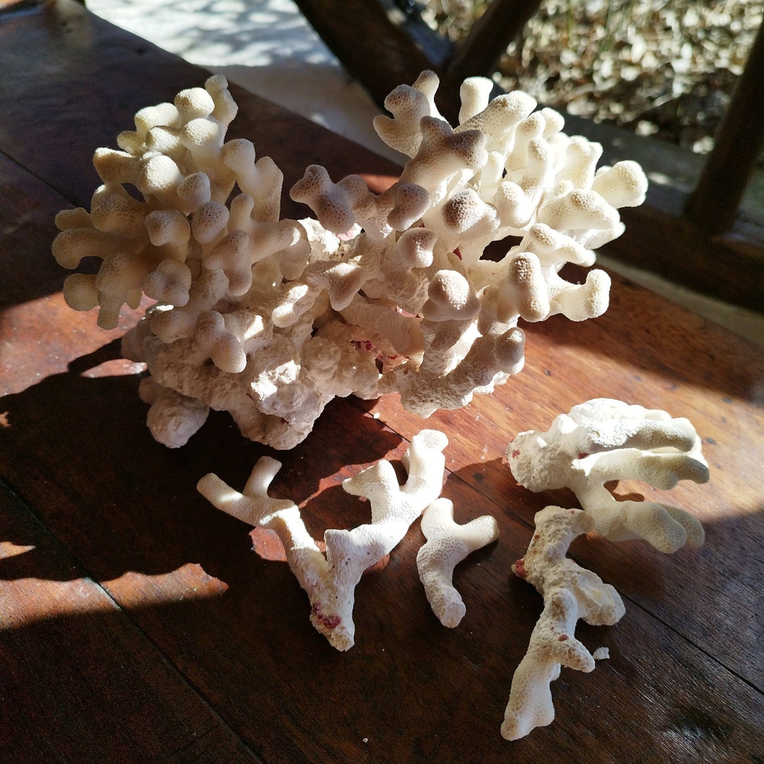 Vintage White Hard Coral Collectible Shell Mineral Coral Reef Curiosity ...