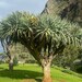 Drachenblut Baum - Yucca Draco Seeds - Bonsai Baum - Etsy.de