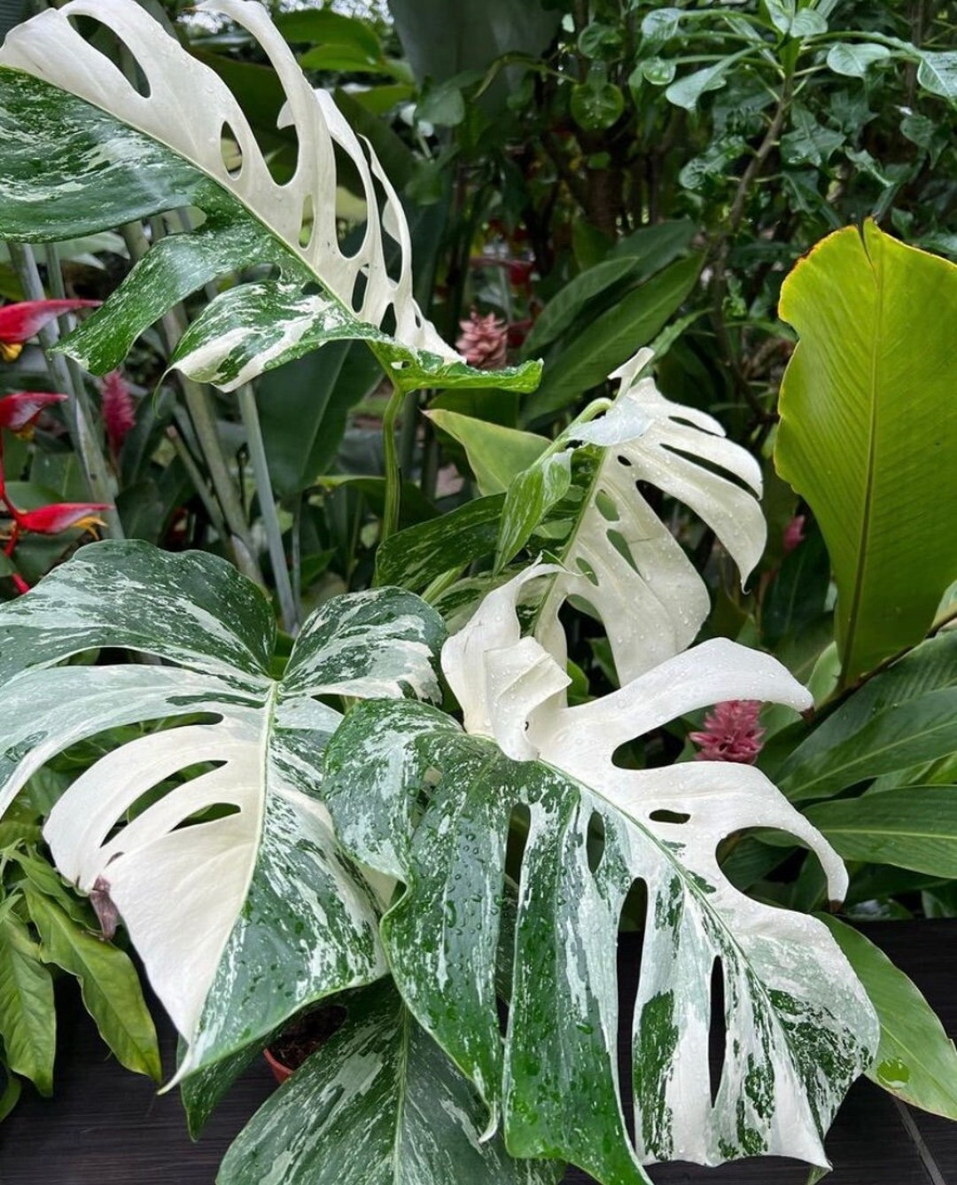 Buy Variegated Monstera Deliciosa Rare Fresh, Swiss Cheese Live Pant ...
