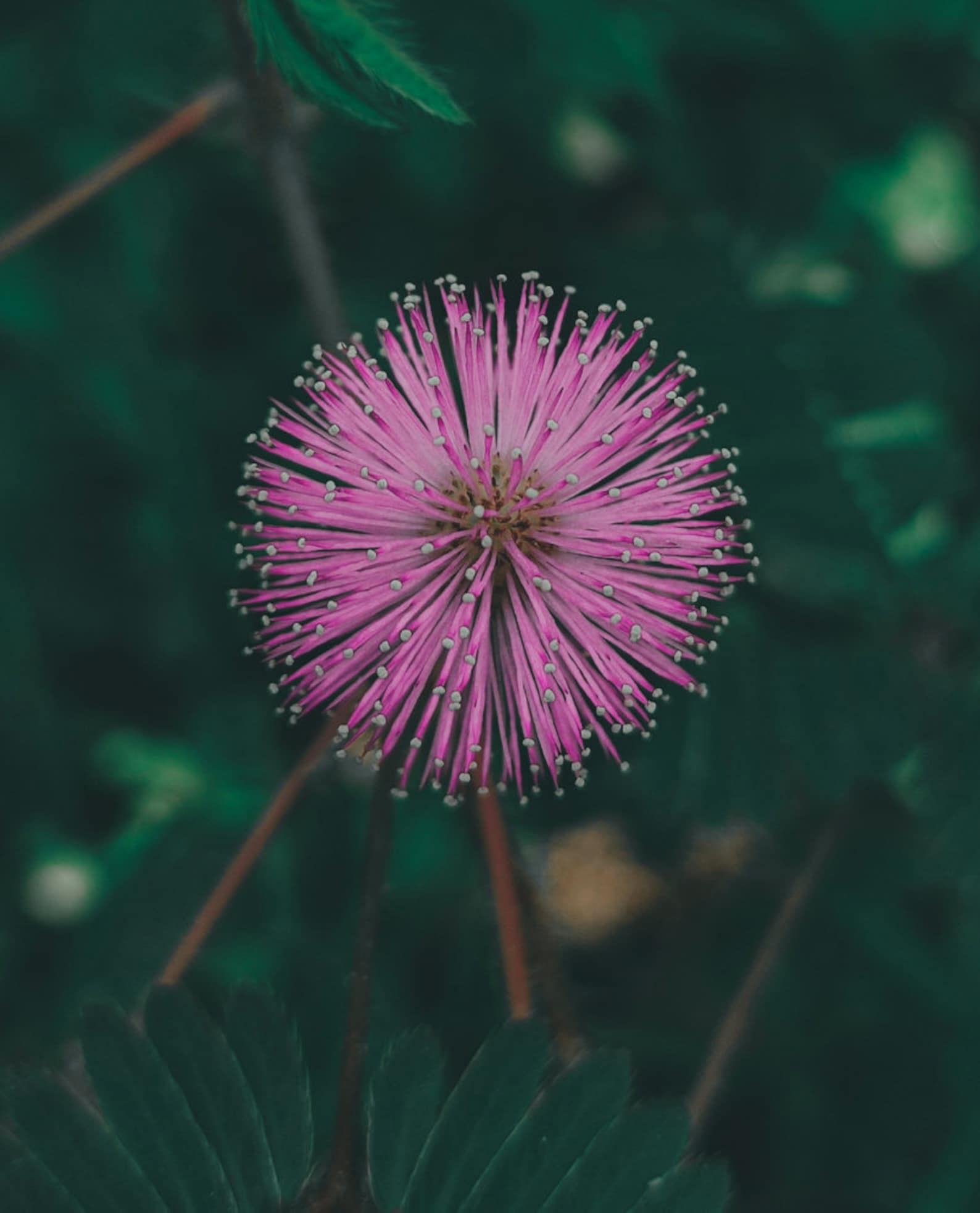 Mimosa Pudica Seed, Shy, Bashful, Shrinking, Touch-me-not Plant ...