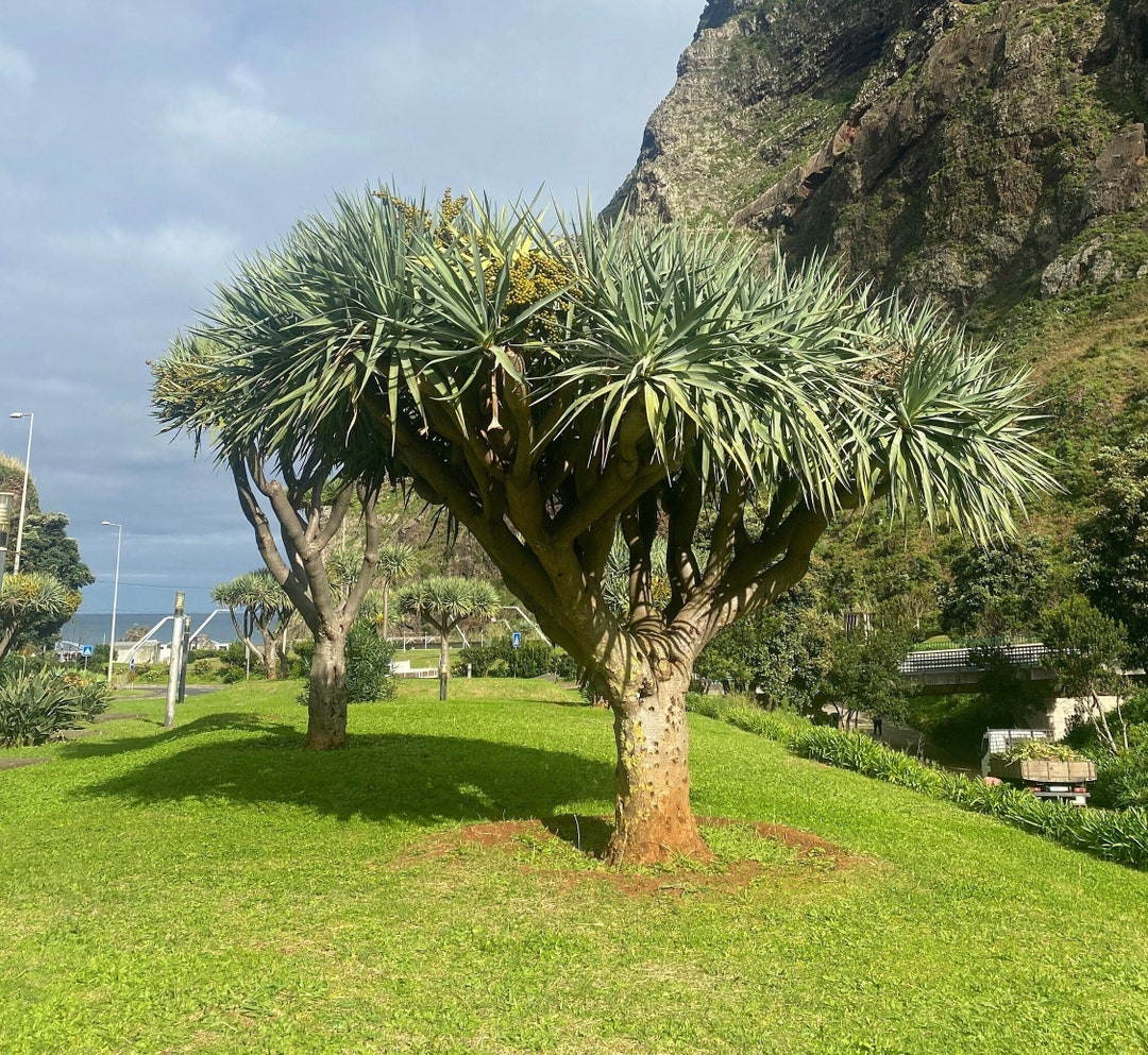 Drachenblut Baum - Yucca Draco Seeds - Bonsai Baum - Etsy.de