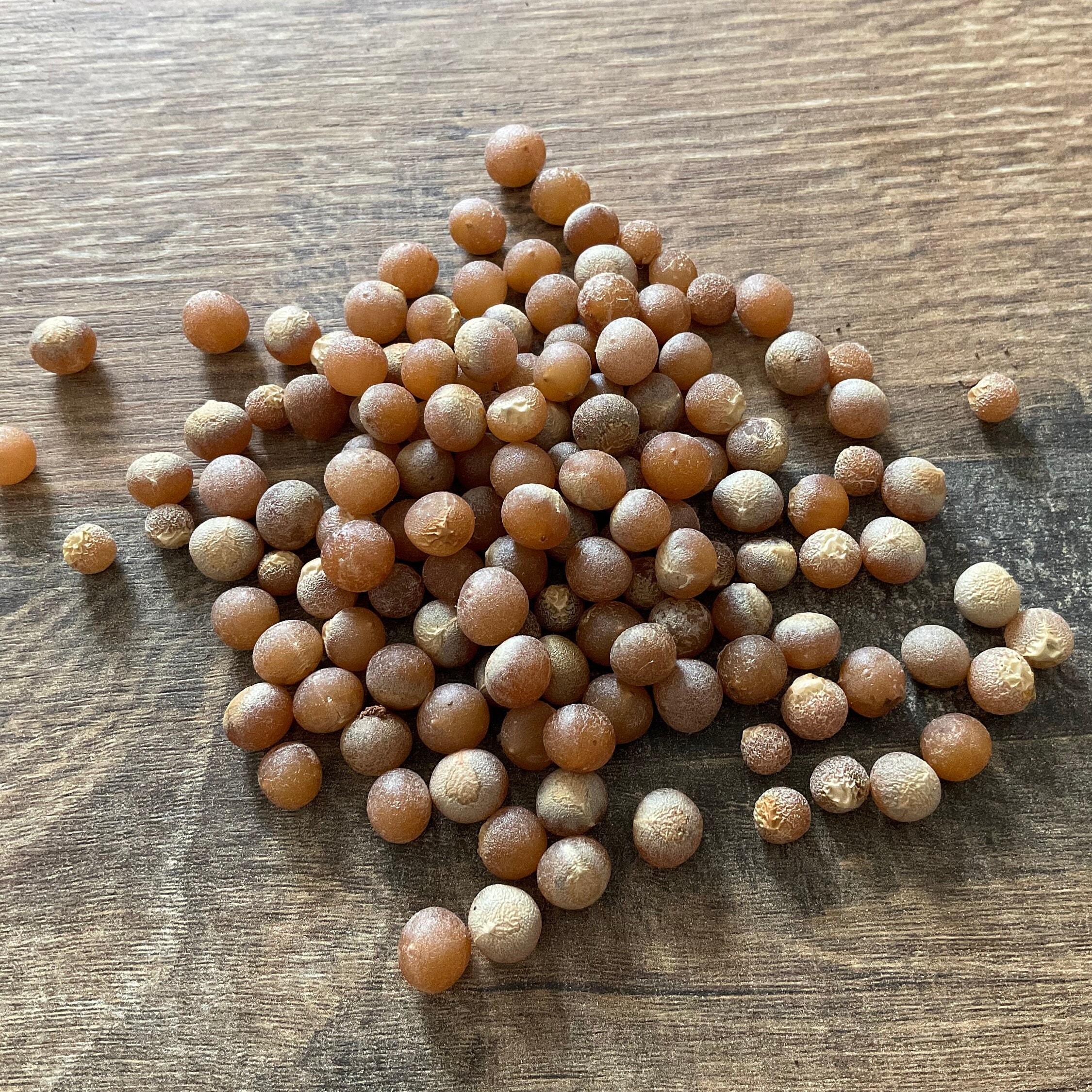 Drachenblut Baum - Yucca Draco Seeds - Bonsai Baum - Etsy.de