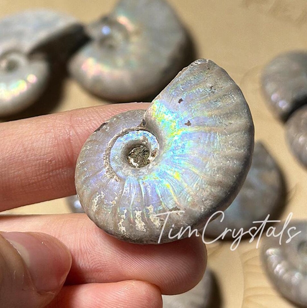 Rainbow Opalized Ammonite Specimen, Opal Ammonite Fossil - Etsy