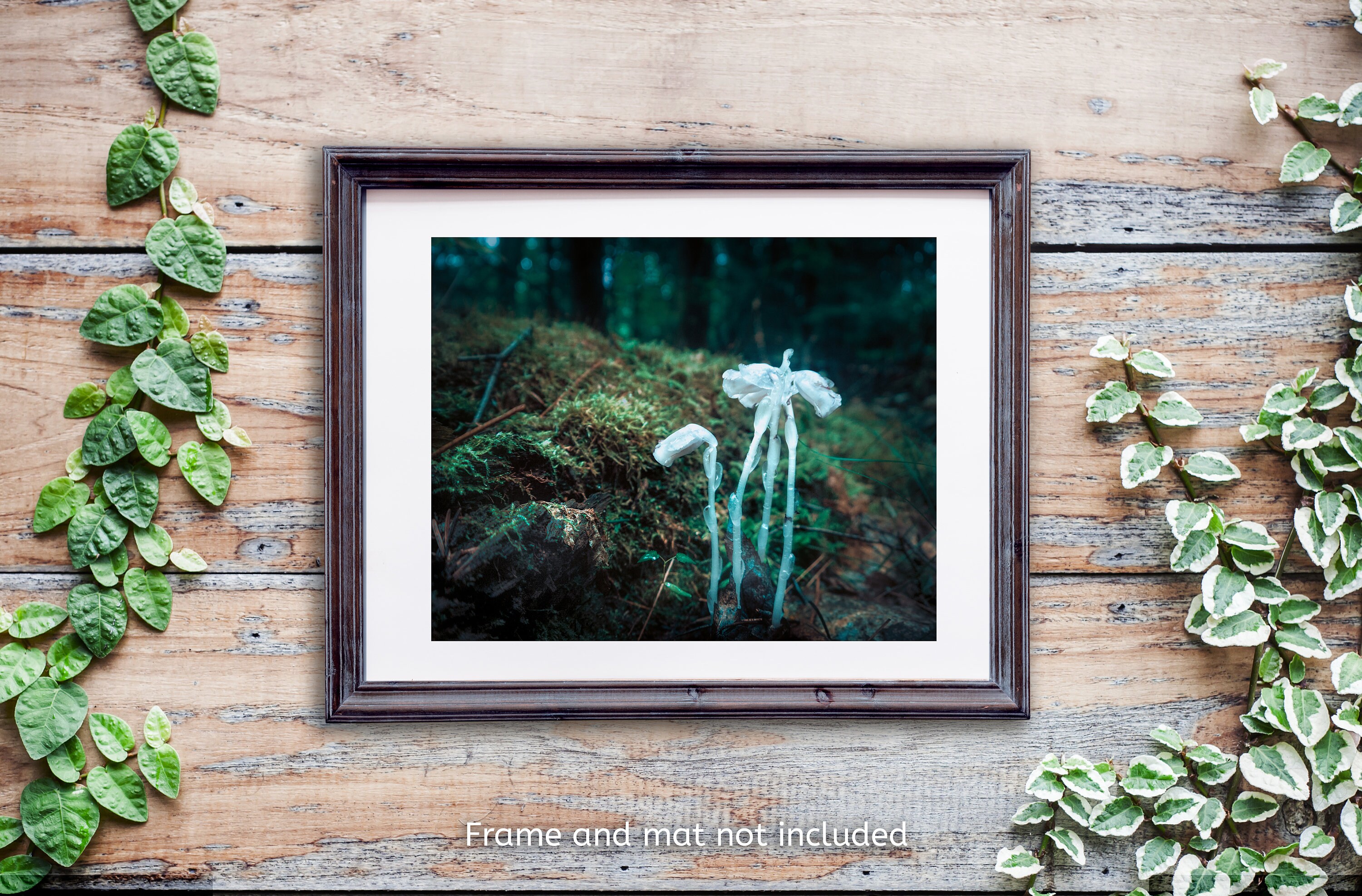 Ghost Pipe Nature Photography Print Indian Pipe Photography Fine Art ...