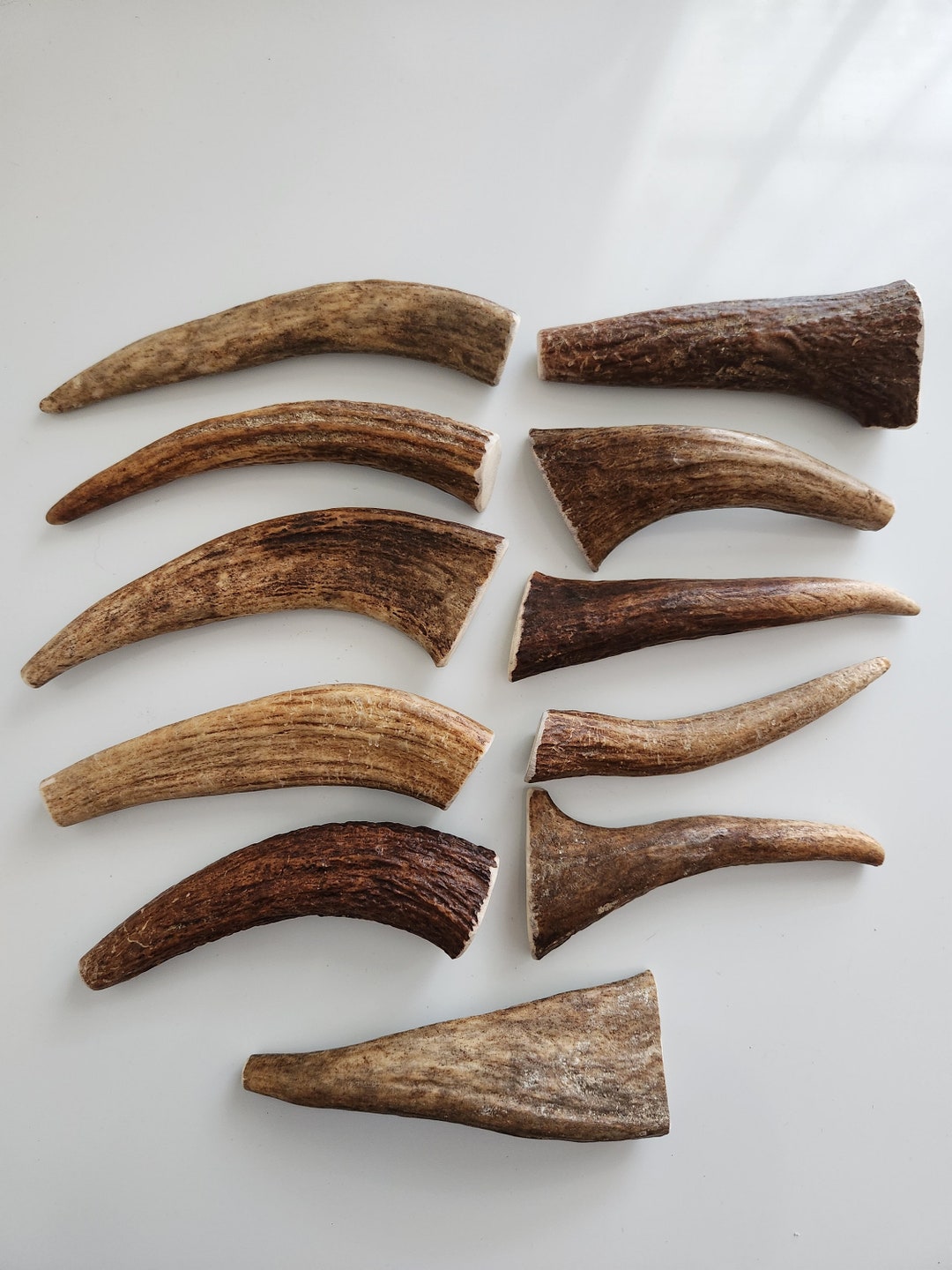 Moose Antler Dog Chews - Small Points - Etsy
