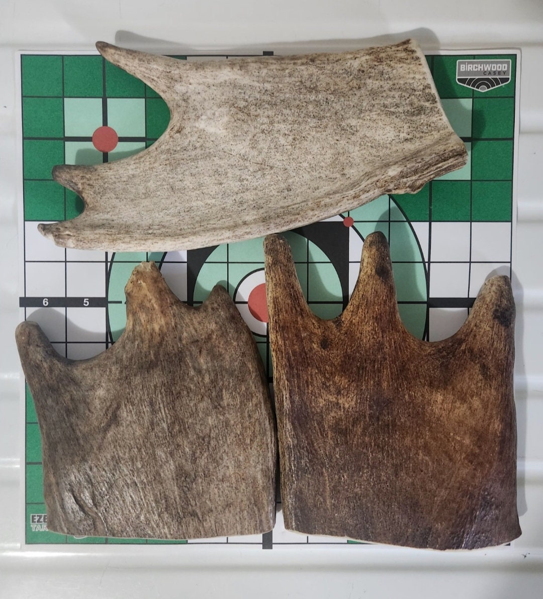 Moose Antler Crown Dog Chews-small - Etsy