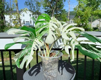 White Tiger Monstera - Etsy
