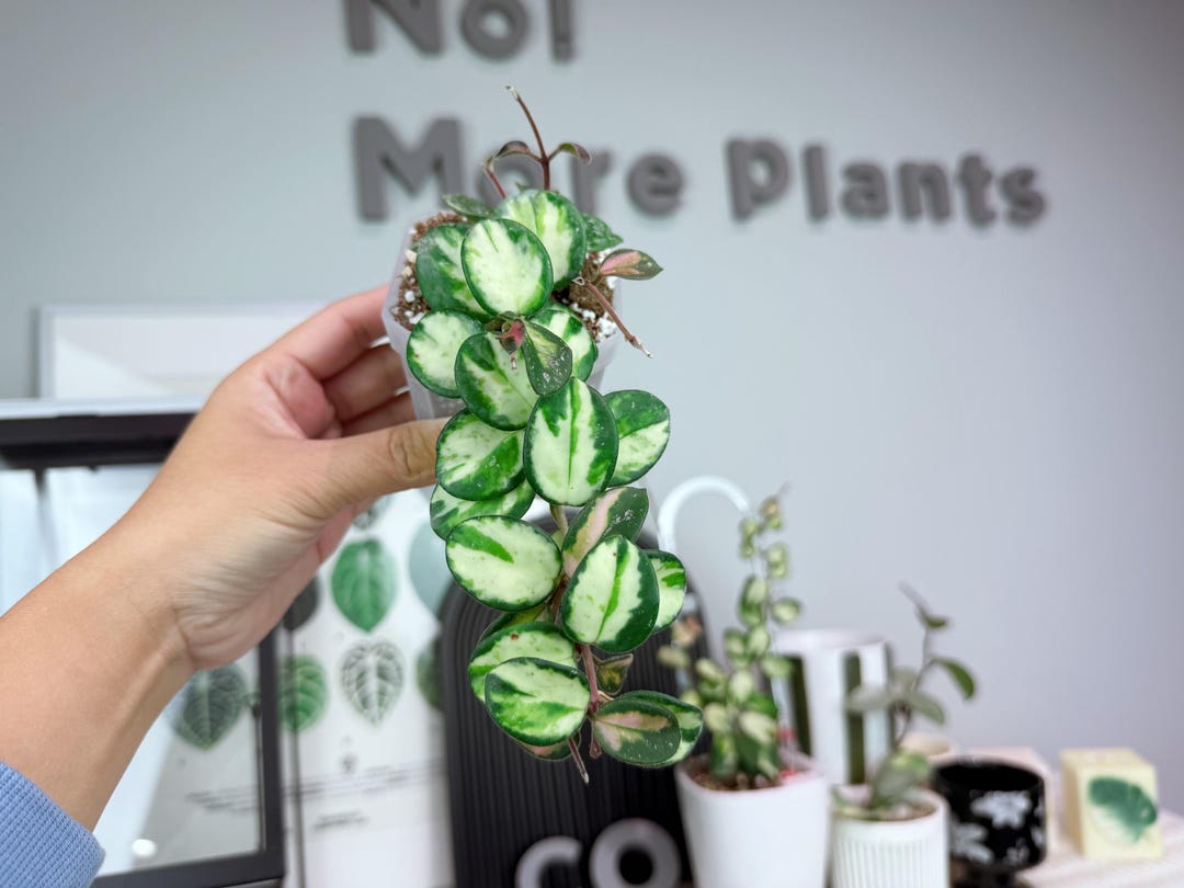 US Seller Fully Rooted Hoya Variegated Mathilde 18 Nodes Nice ...