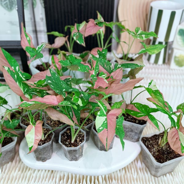 Pink Splash Syngonium - Etsy