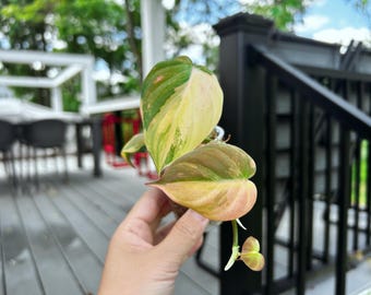 Philodendron Variegated Aurea/pink Micans | Well-rooted Cutting With ...