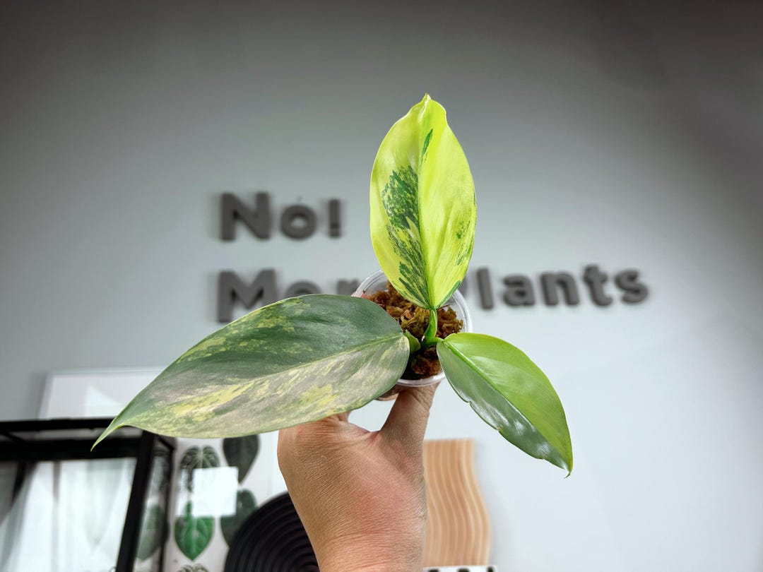 US Seller Rooted Philodendron Variegated Silver Sword High Variegation ...