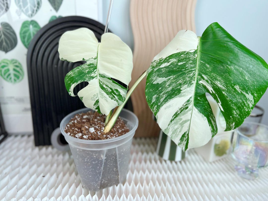 US Seller Fully Rooted Monstera Albo Halfmoon Variegation Monstera Albo ...