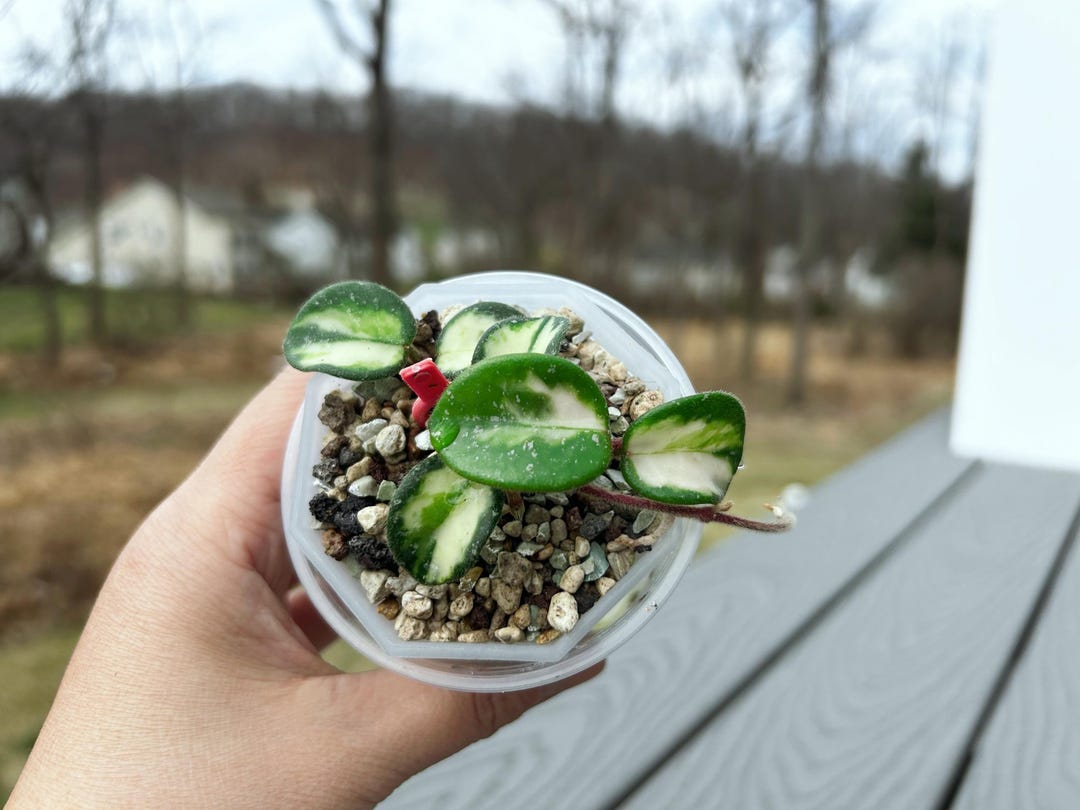 US Seller Fully Rooted Hoya Mathilde Variegated Nice Variegation Ship ...