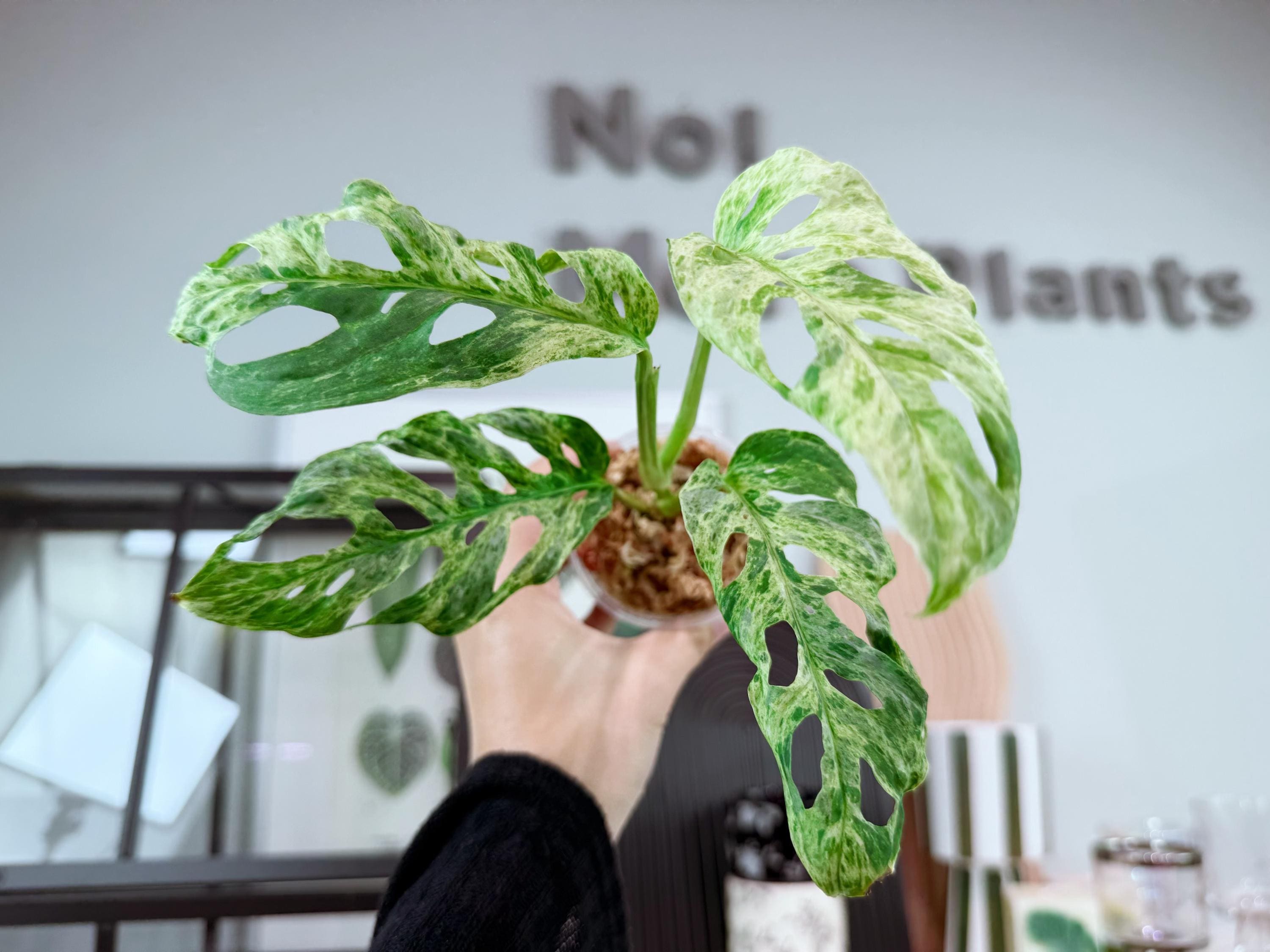 US Seller Fully Rooted (soil Mix)monstera Adansonii Mottled Variegated ...