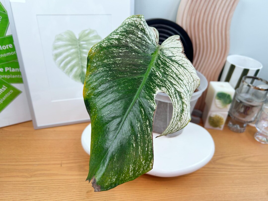 US Seller Fully Rooted Monstera Devil Monster High Variegated Base ...