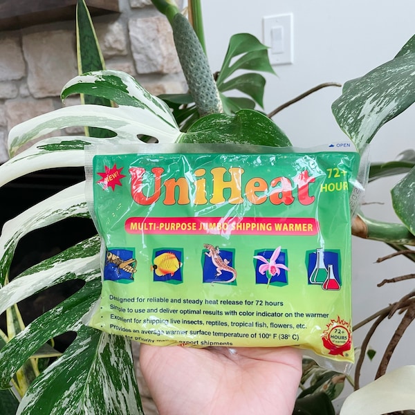 Hoya Plants for Sale - Etsy