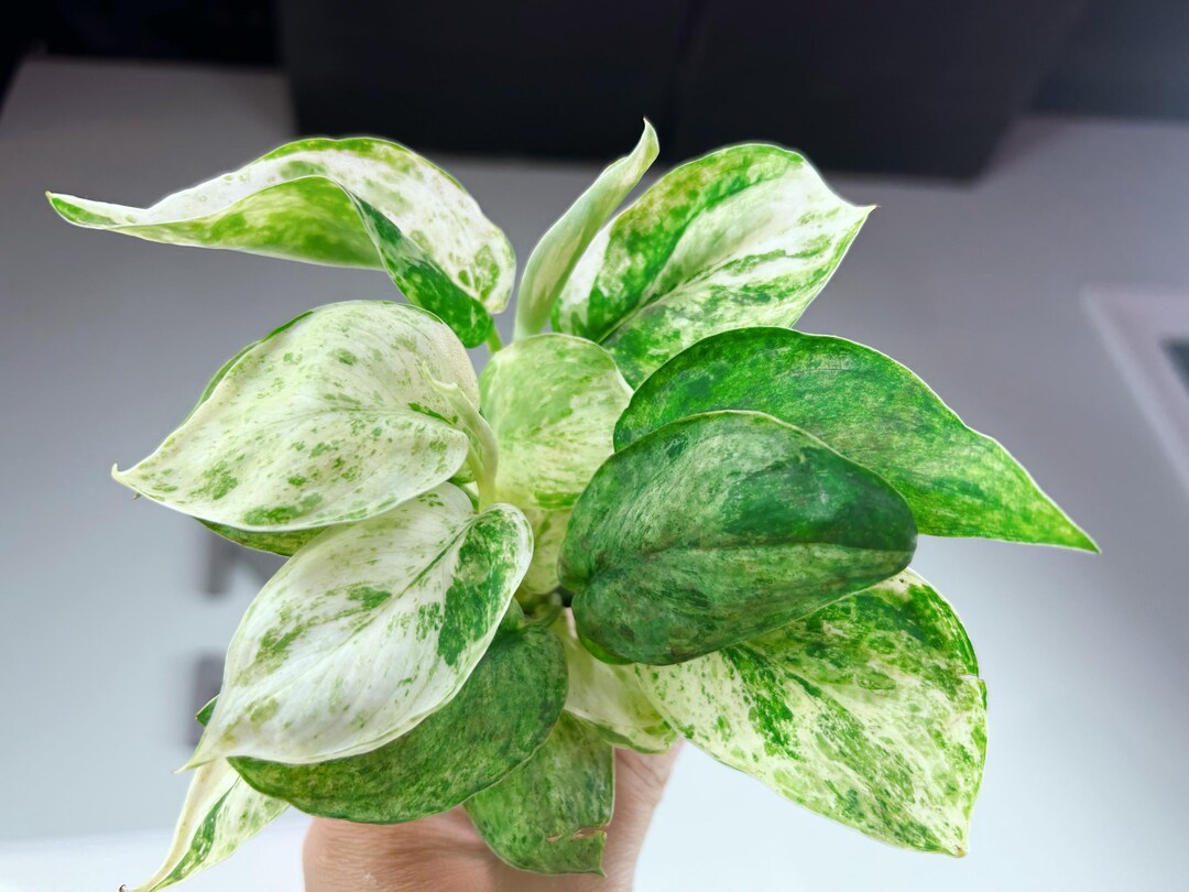 US Seller Variegated Fully Rooted (soil Mix)scindapsus Jade Satin ...