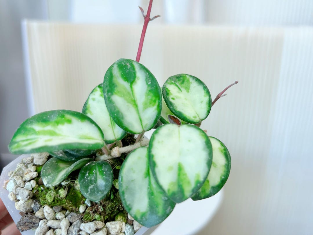 US Seller Fully Rooted Hoya Mathilde Variegated 7nodes Base With 3 ...