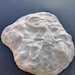Plaga Fossil Replica Resident Evil 4 "las Plagas" in Acrylic Resin, 100 ...