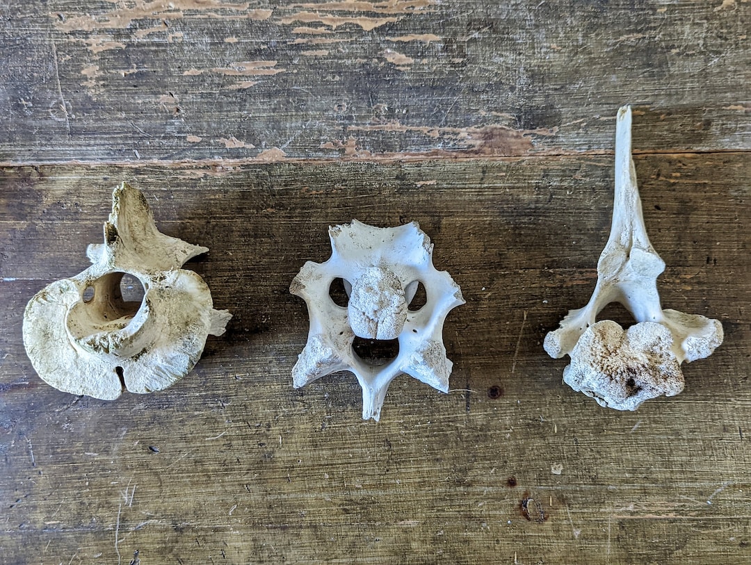 Moose Vertebrae - Etsy