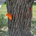 Camping Toggle/tent Stake Driver - Etsy