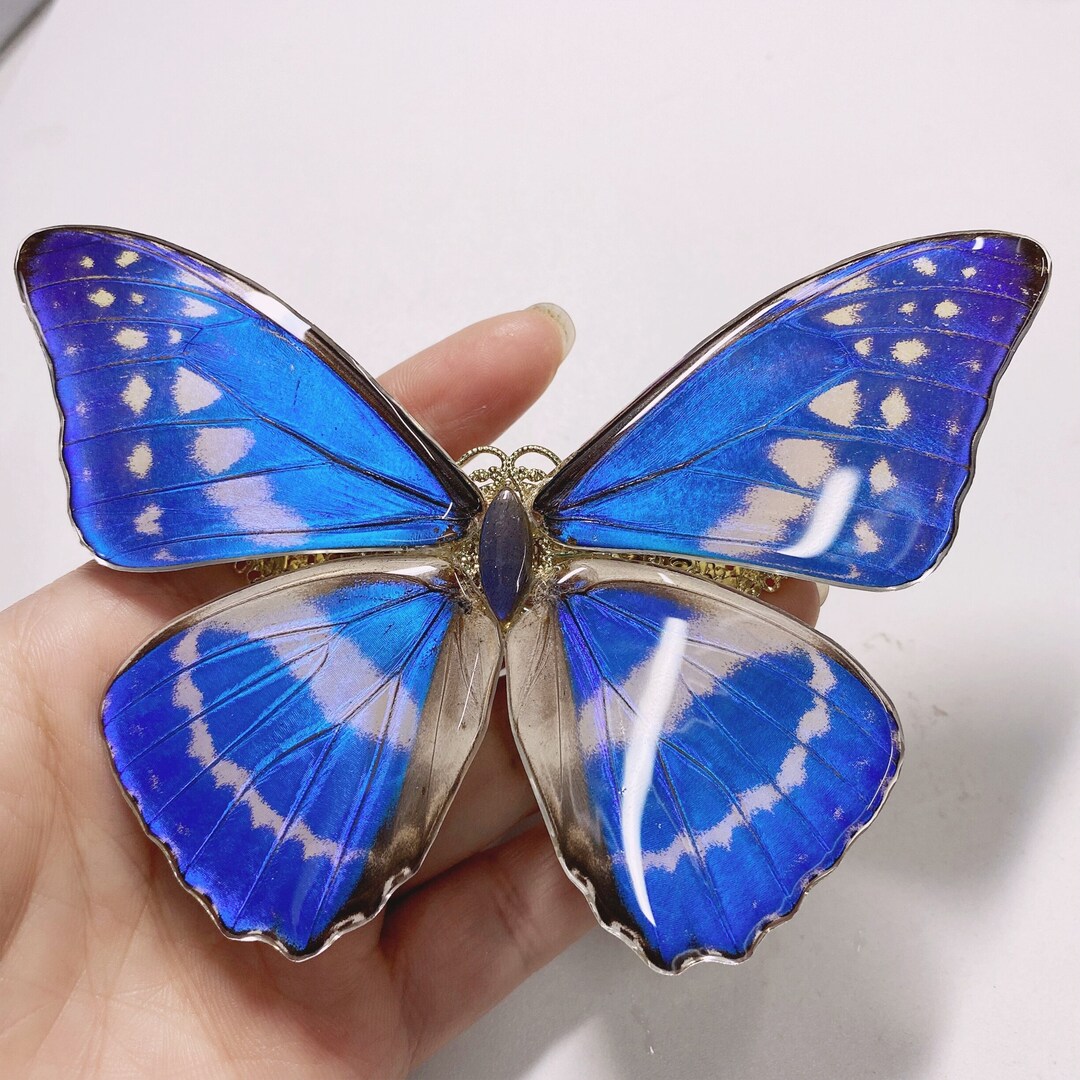 Real Blue Butterfly Barrette, Cruelty Free, Real Morpho Menelaus ...
