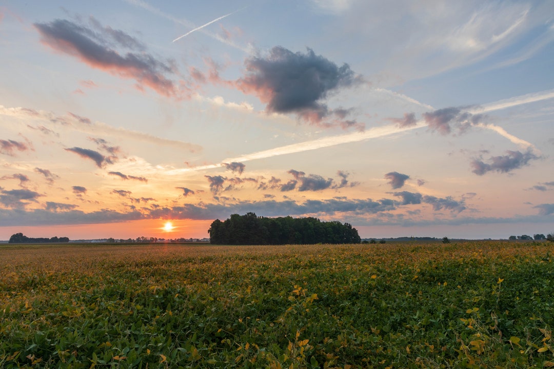Indiana Soybeans at Sunrise Wall Art, 8x12 Print W/ 12x16 Mat - Etsy