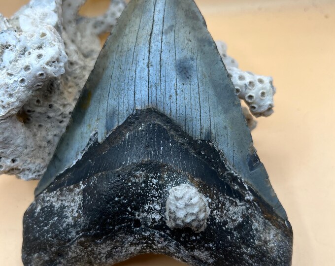 5.1” Megalodon Tooth From a 51’ Prehistoric Shark! Great Size, Nice ...