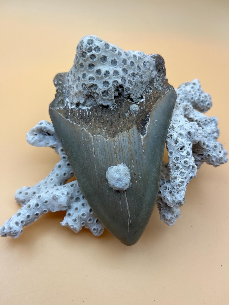4.06” Megalodon Tooth W Coral on Root, Prehistoric Shark Fossil, Hand ...