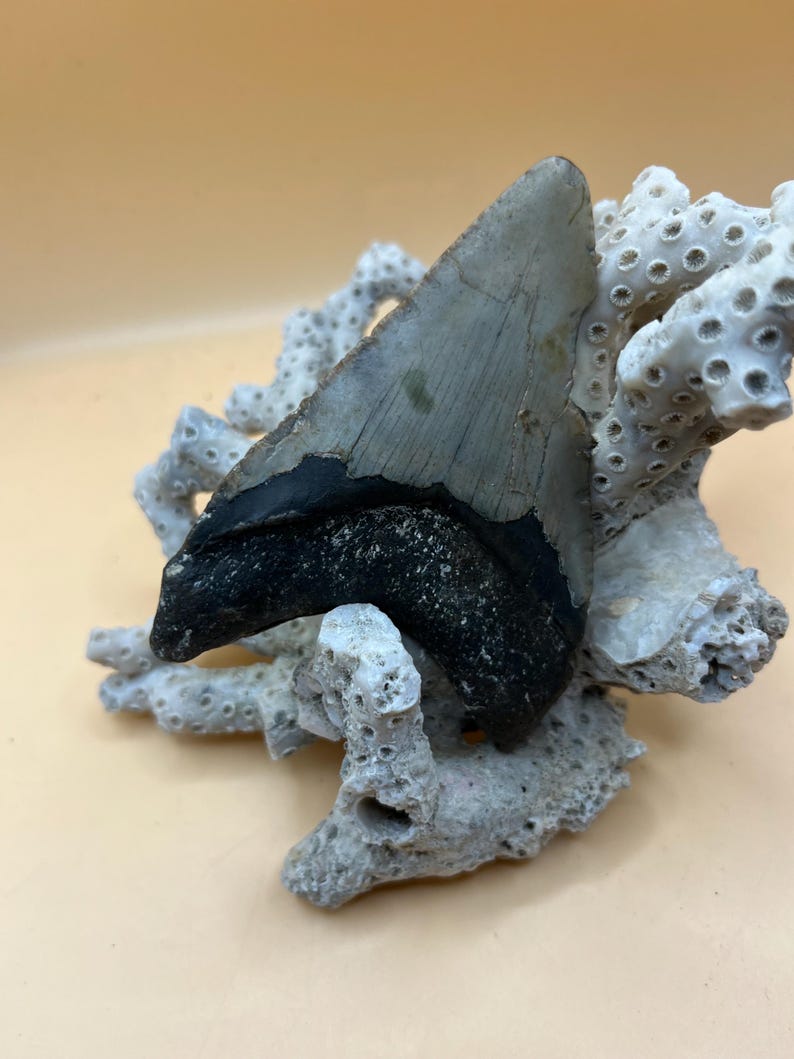 3.6” Megalodon Tooth From a 36’ Prehistoric Shark! Great Size, Nice ...