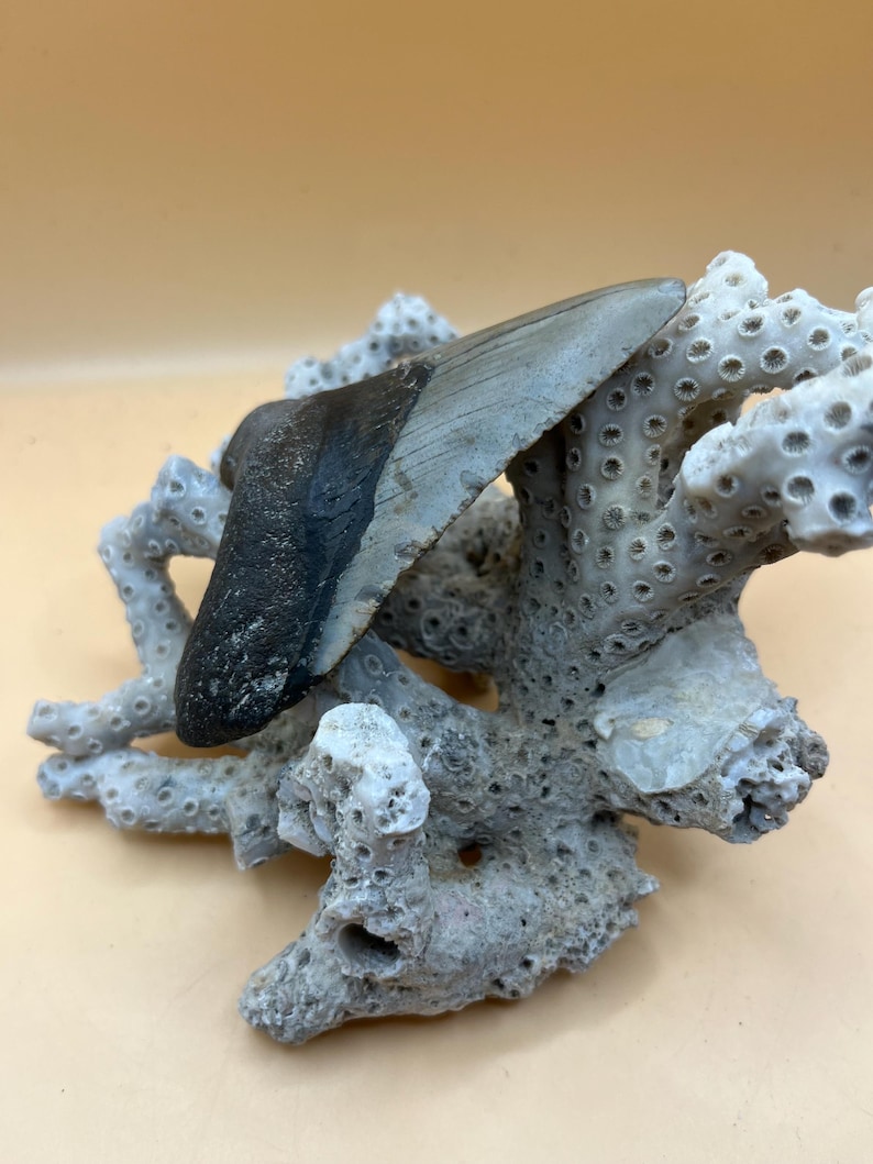 3.6” Megalodon Tooth From a 36’ Prehistoric Shark! Great Size, Nice ...