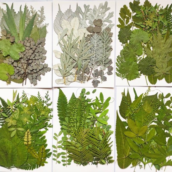 Pressed Leaves - Etsy