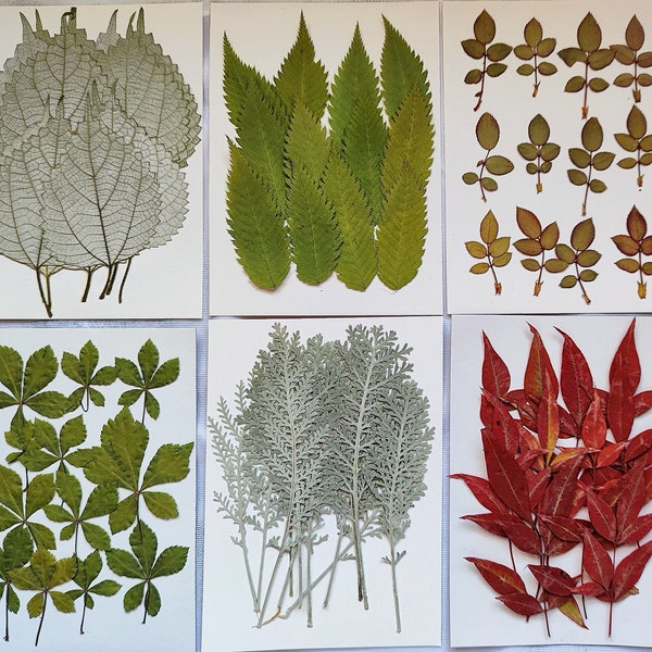 Pressed Leaves - Etsy