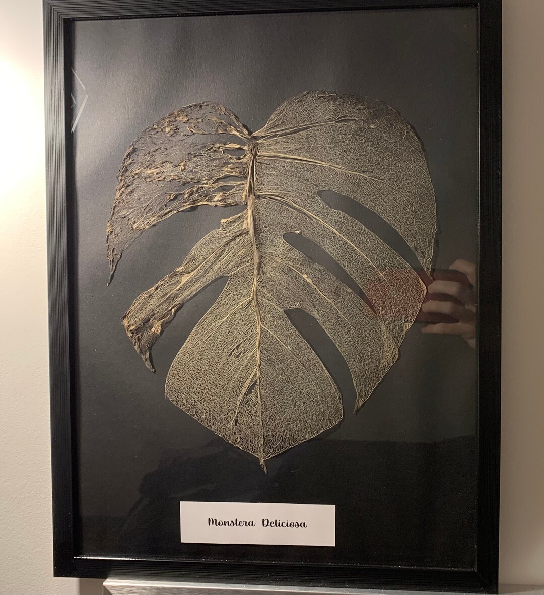 Dried Leaf Frame Monstera Deliciosa - Etsy