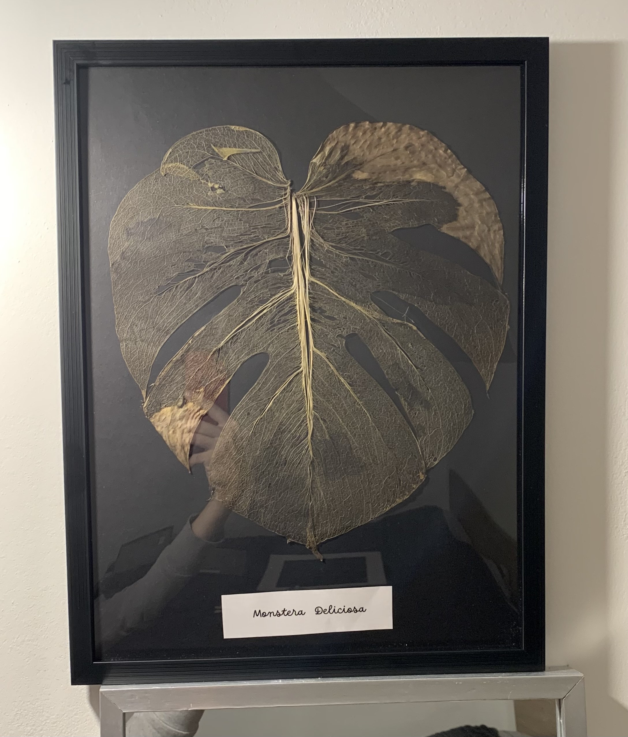 Dried Leaf Frame Monstera Deliciosa - Etsy