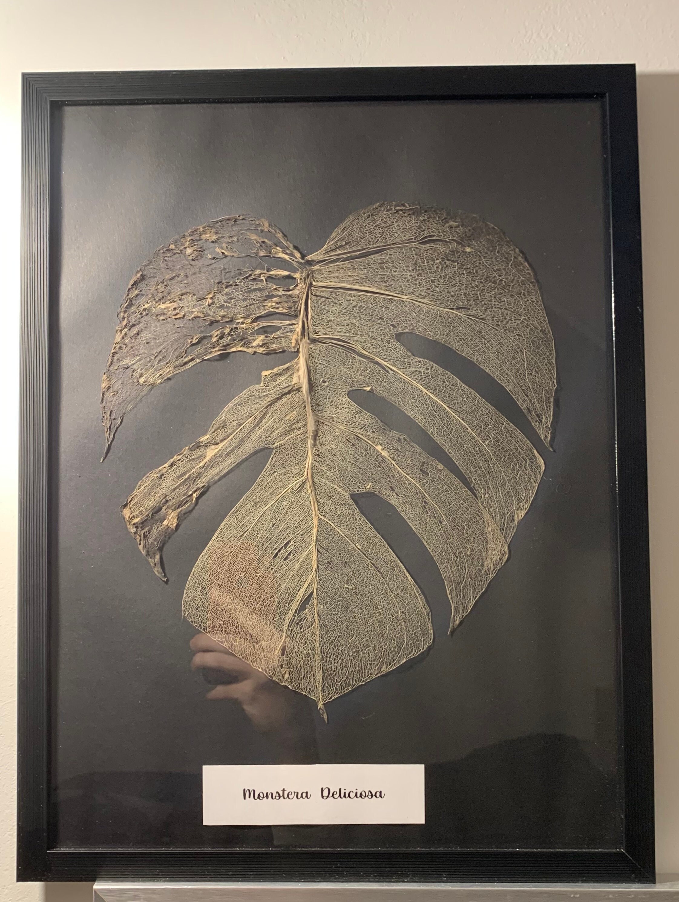 Dried Leaf Frame Monstera Deliciosa - Etsy