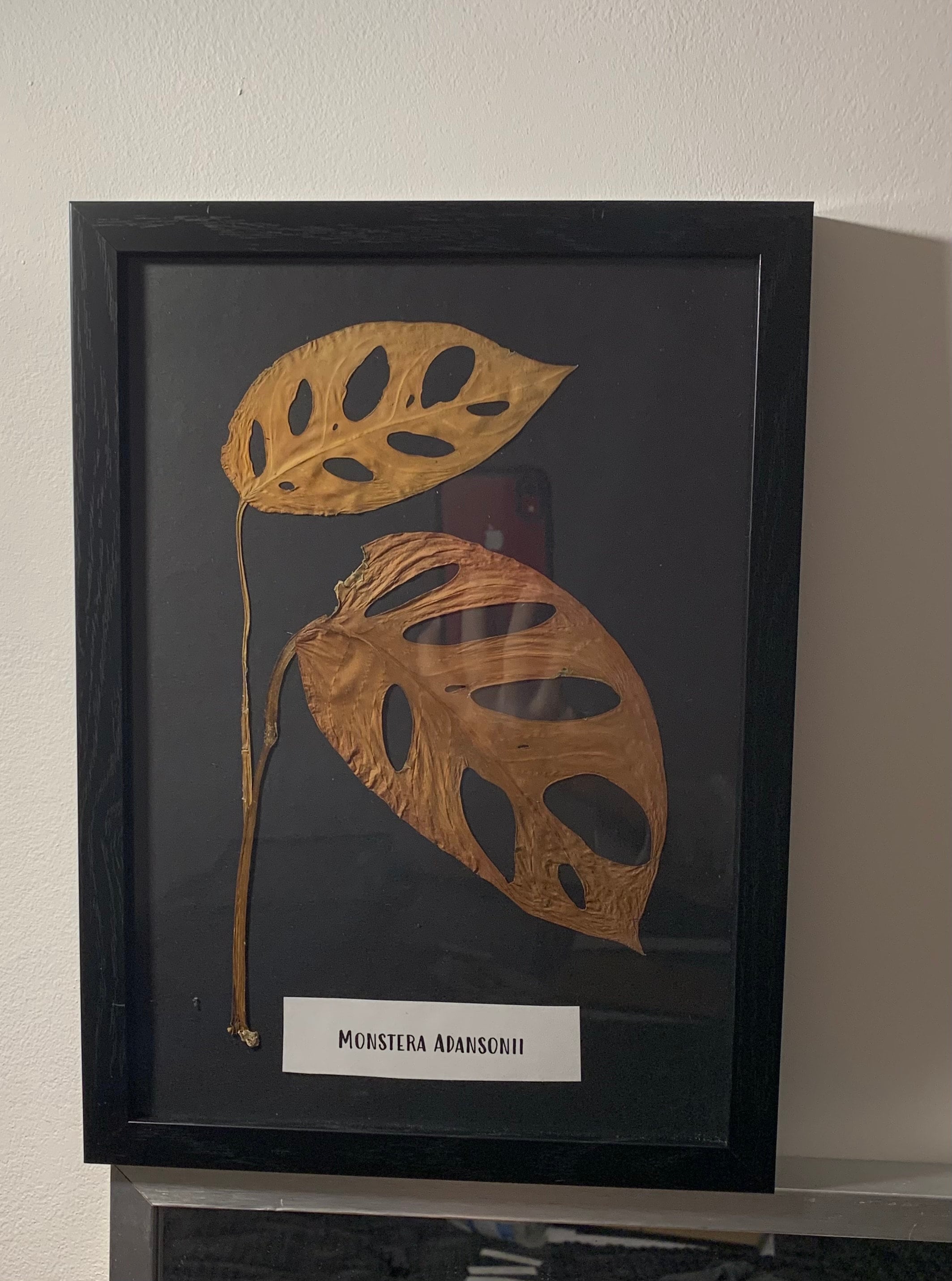 Monstera Adansonii Dried Leaf Frame - Etsy