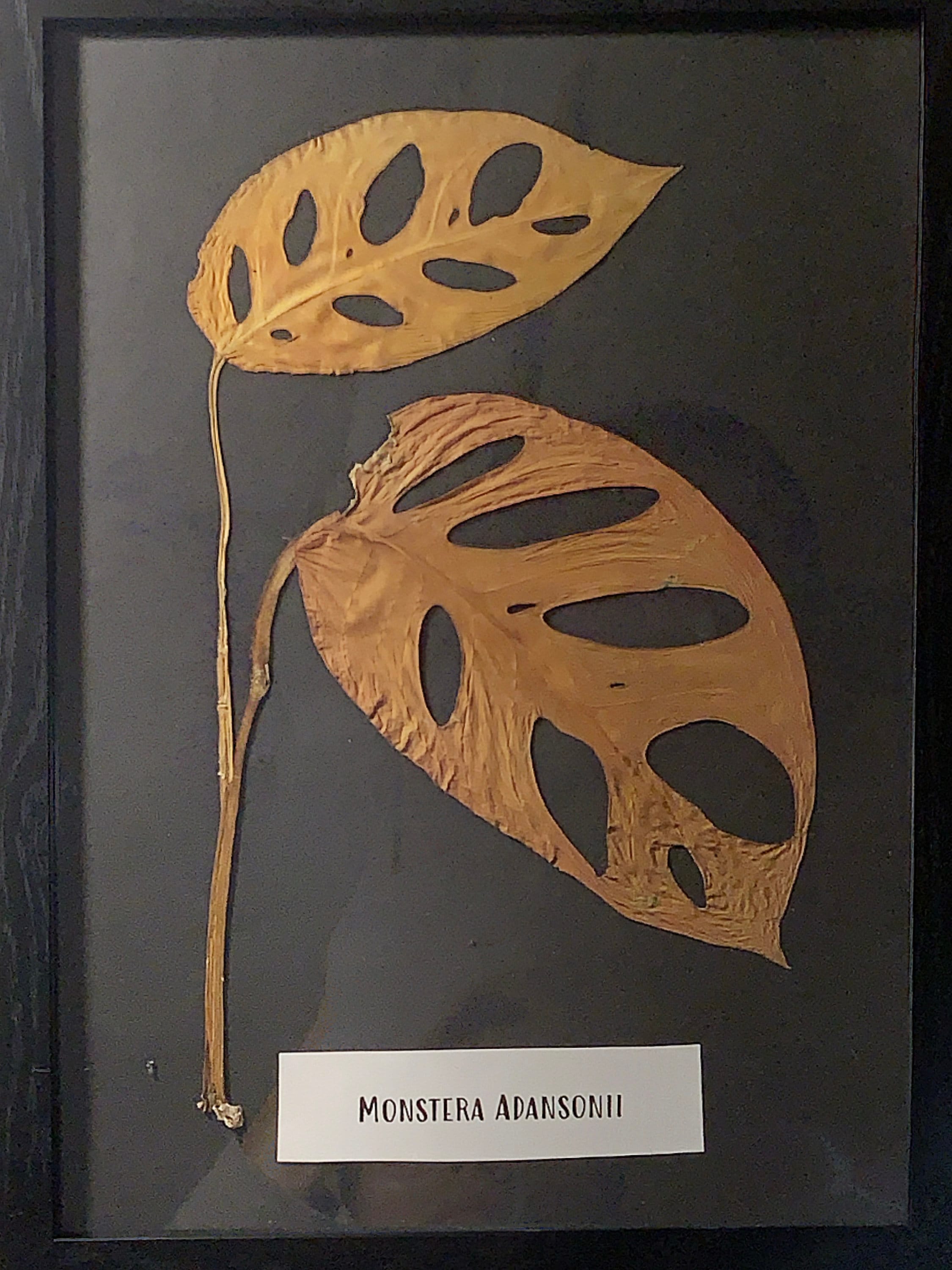 Monstera Adansonii Dried Leaf Frame - Etsy