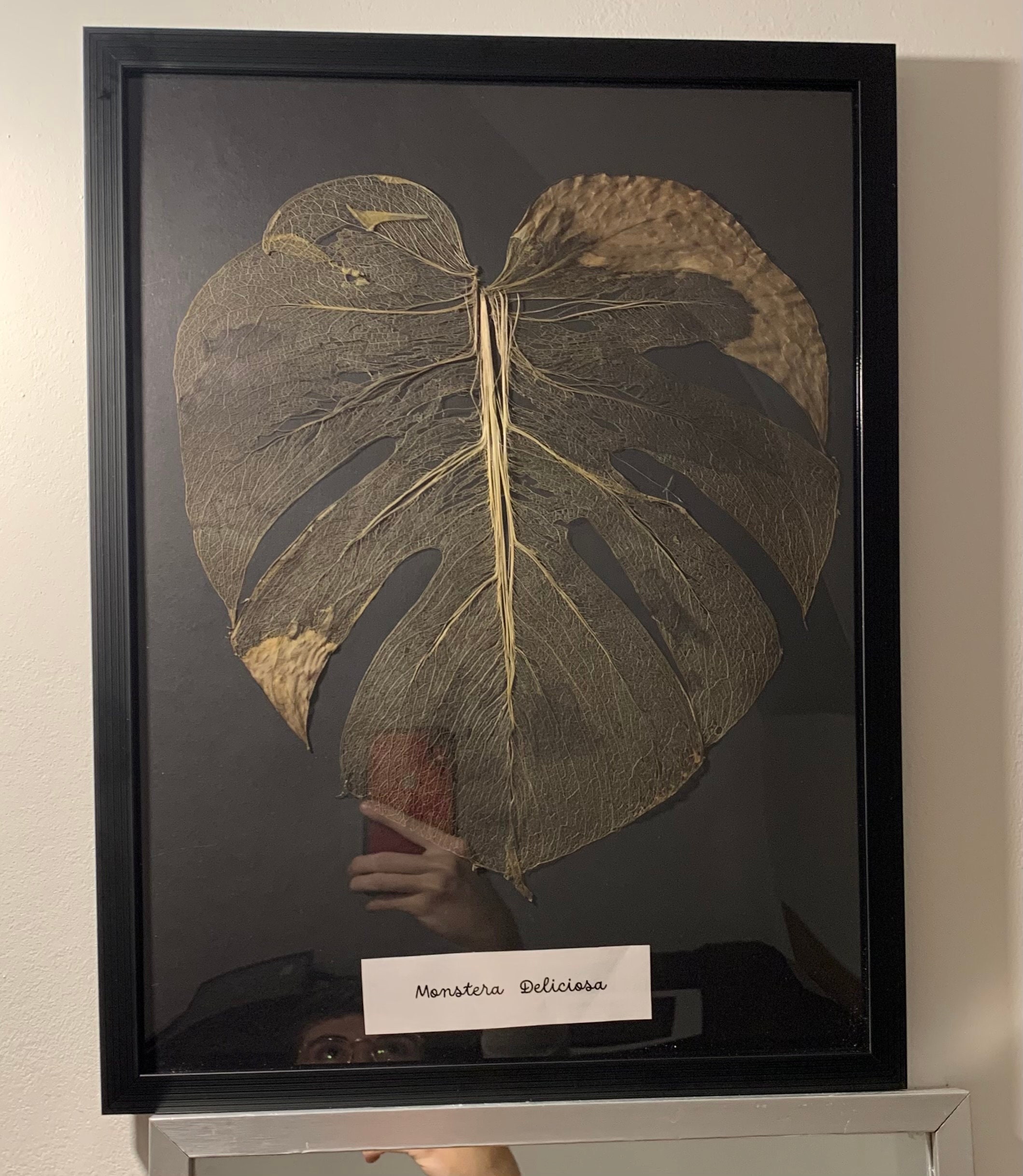 Dried Leaf Frame Monstera Deliciosa - Etsy