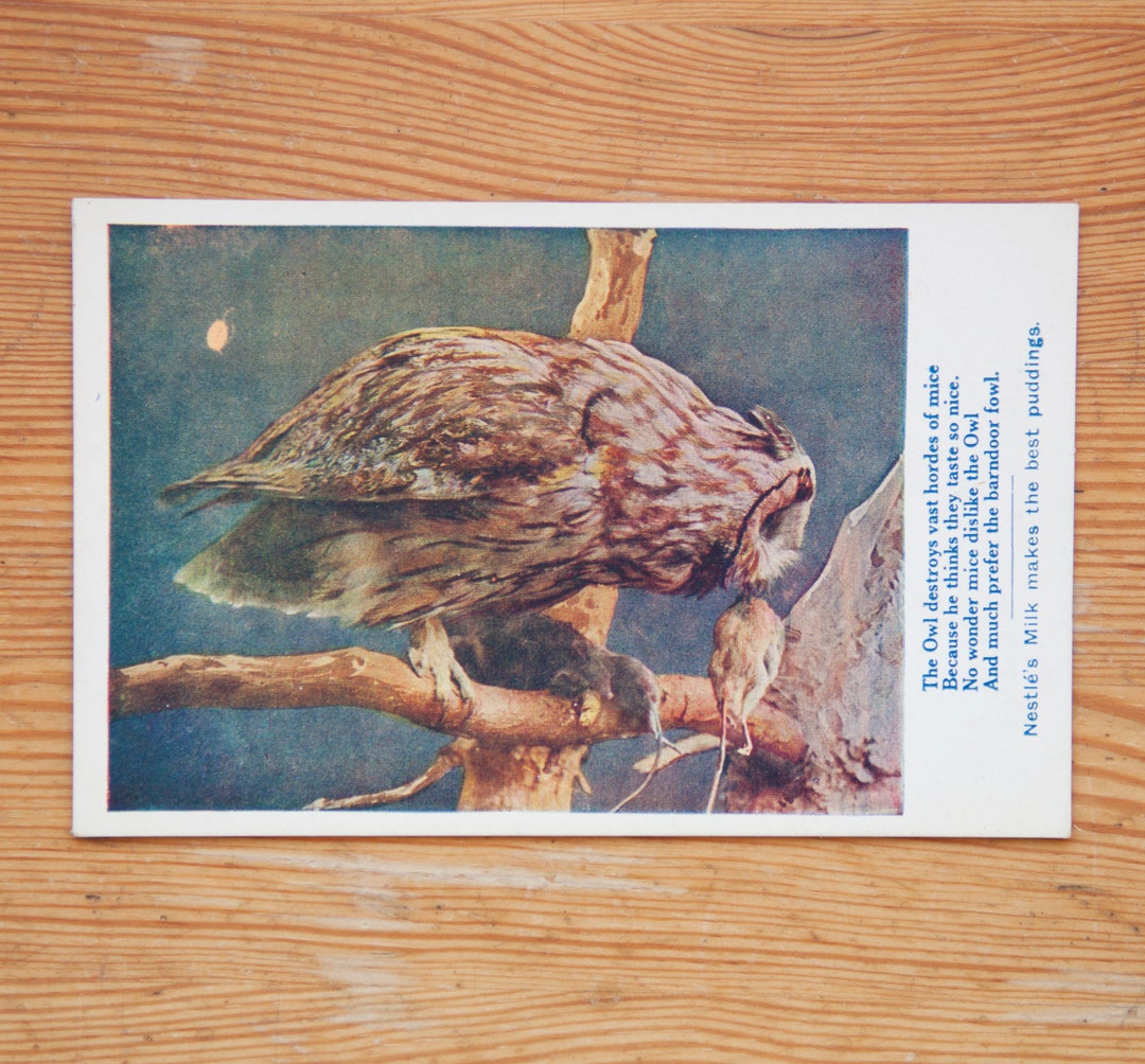 Vintage Postcard of a Owl With Poem | Unposted | Bird Birds Nature Owls ...