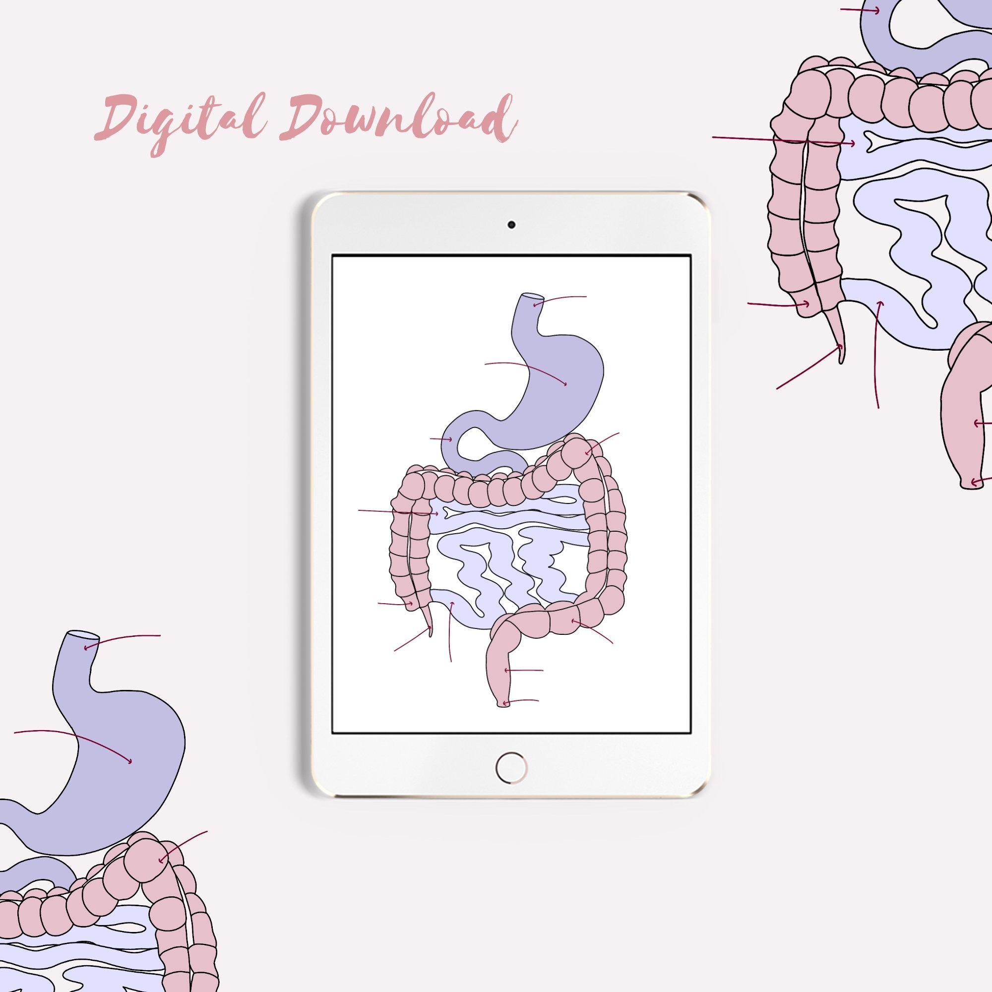Anatomy And Physiology Diagrams