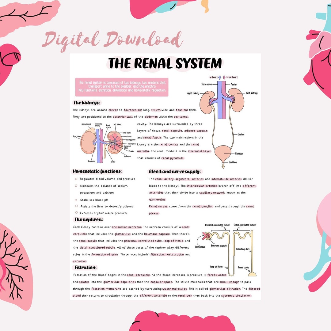 Digital Notes the Renal System Anatomy & Physiology Student Nurse - Etsy