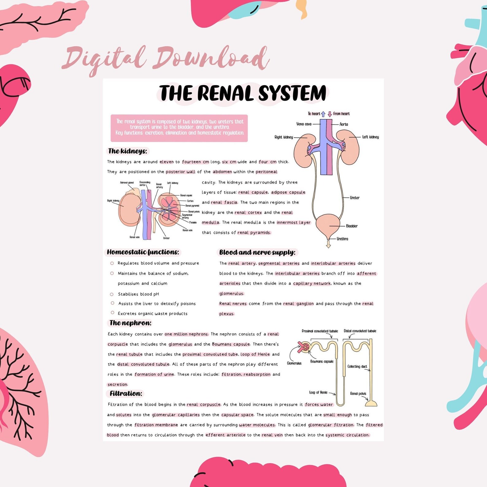 Digital Notes the Renal System Anatomy & Physiology - Etsy