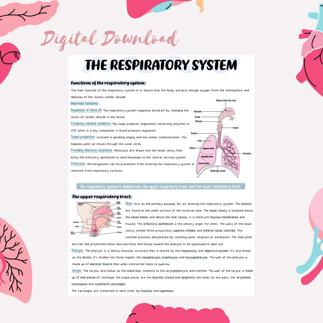 Digital Notes the Respiratory System Anatomy & Physiology Student Nurse ...