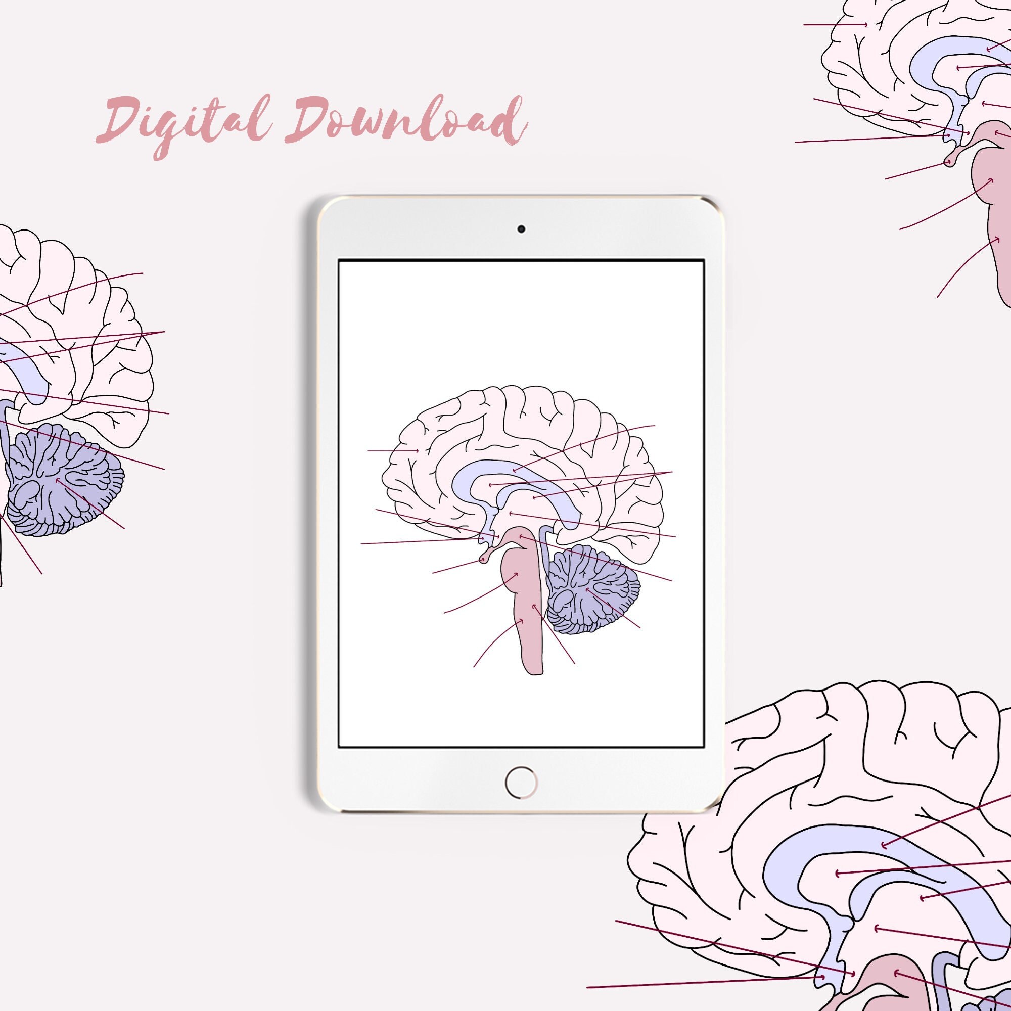 Digital Anatomy Diagram the Brain Unlabelled Anatomy & - Etsy