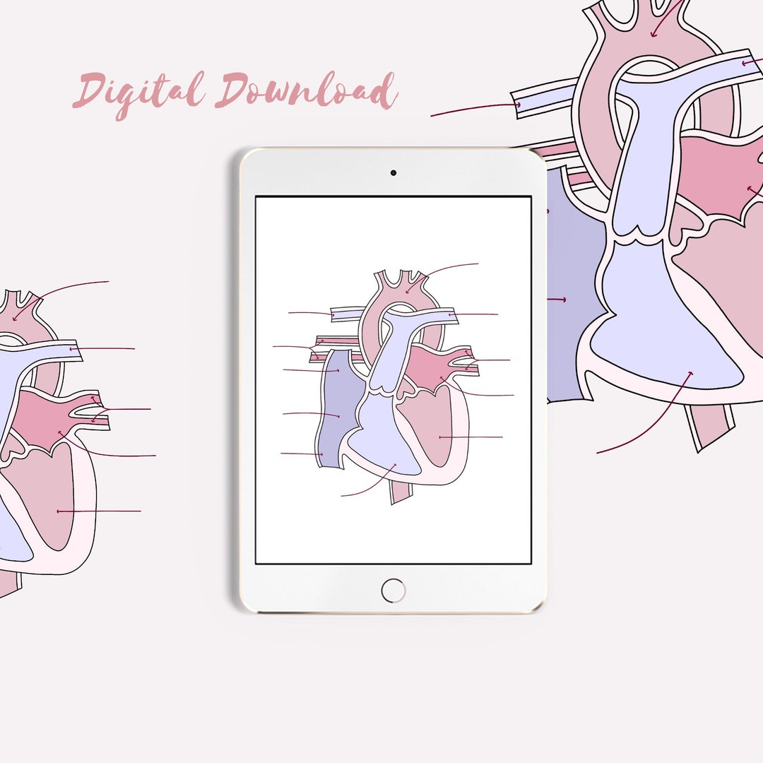 Digital Anatomy Diagram the Heart Unlabelled Anatomy & - Etsy