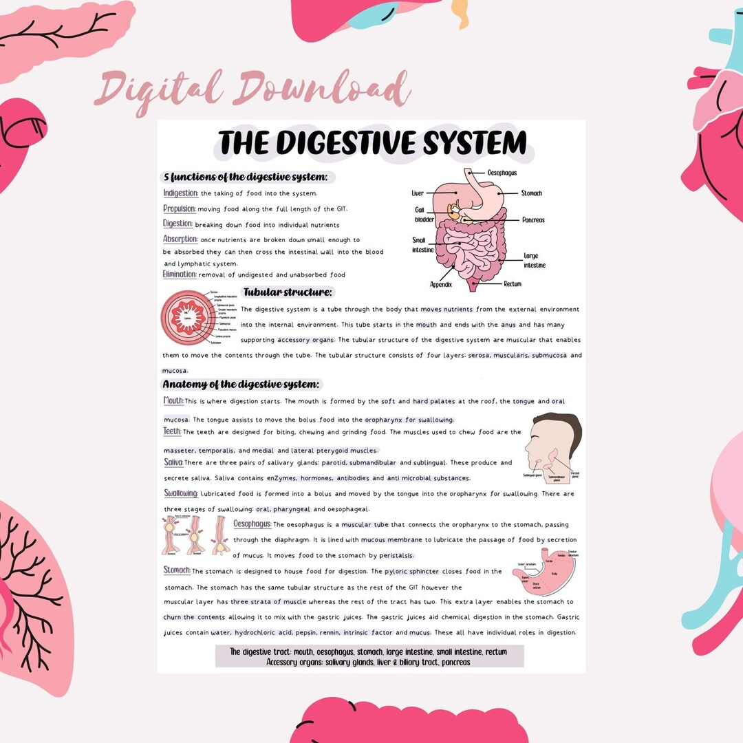 Digital Notes the Digestive System Anatomy & Physiology Student Nurse ...